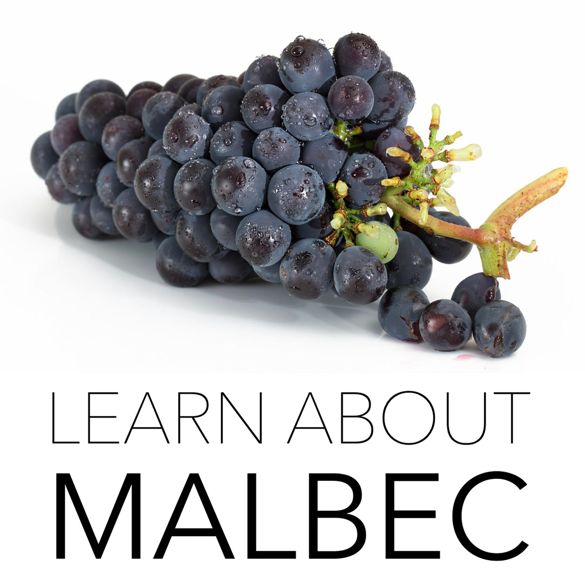 Exploring the Malbec Grape Variety - Origin and Character – Brad's Wine